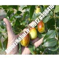 نهالستان پایه رویشی : نهال پایه رویشی : نهالستان کرج : خرید نهال